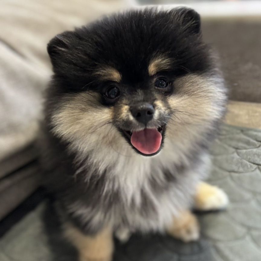 Померанский шпиц, щенок