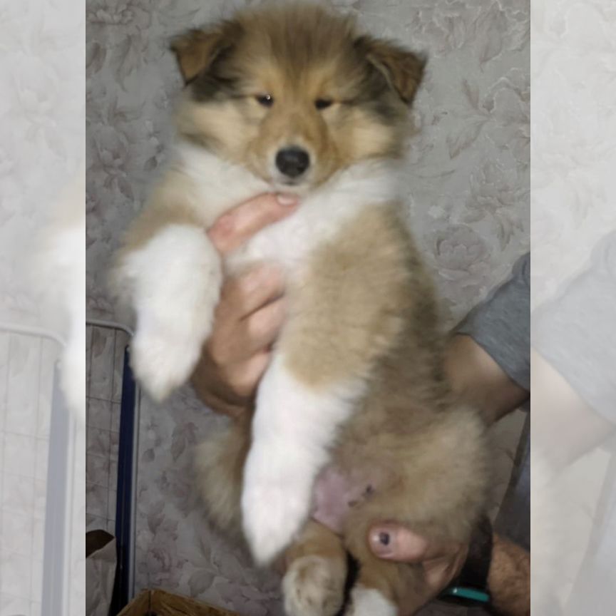 Щенки колли длинношерстный