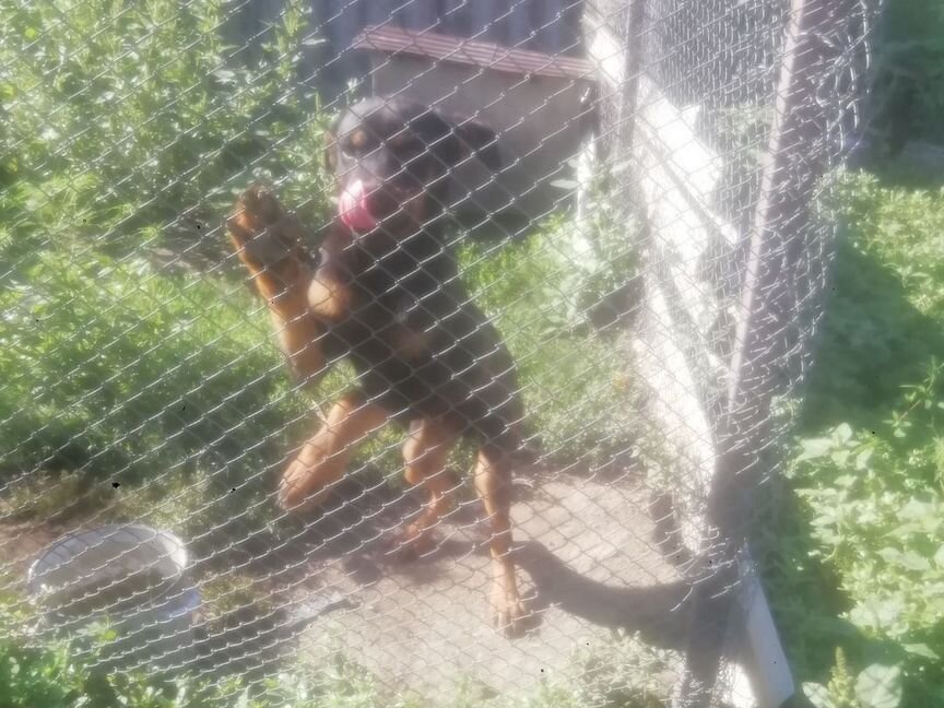 Щенок ротвейлера