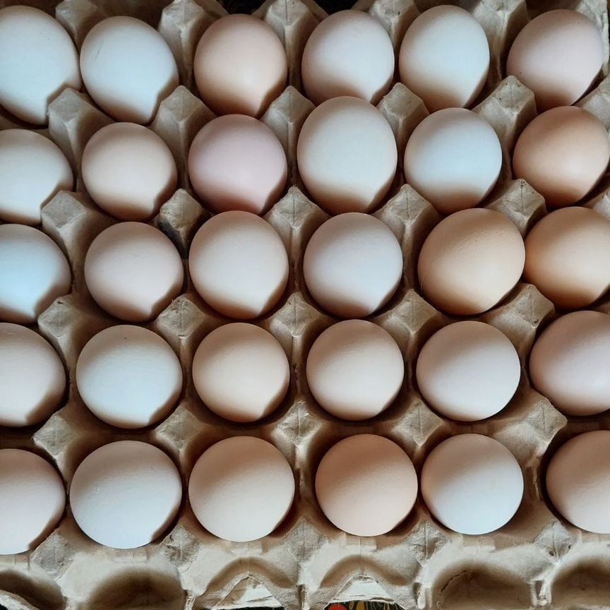 Домашние куриные яйца