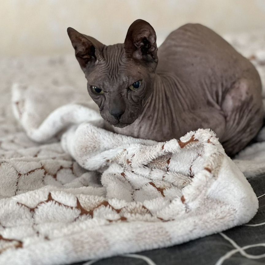 Котик донской сфинкс в добрые руки