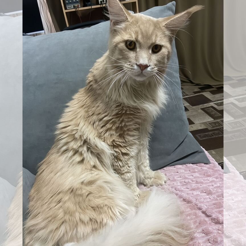 Мейн-кун, взрослый кот