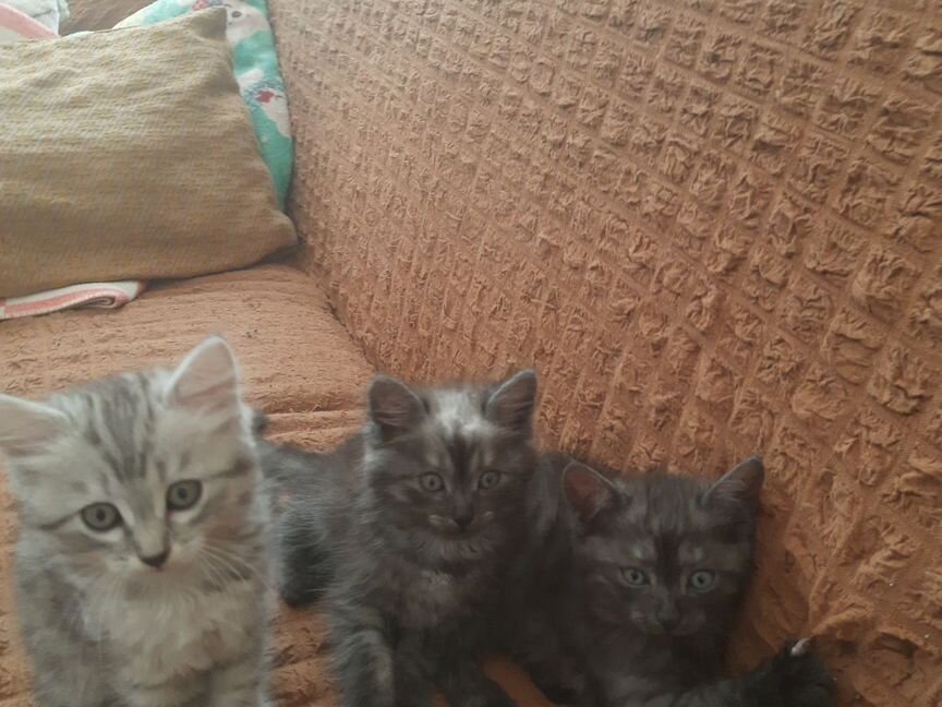 Котята в добрые руки приучены к лотку