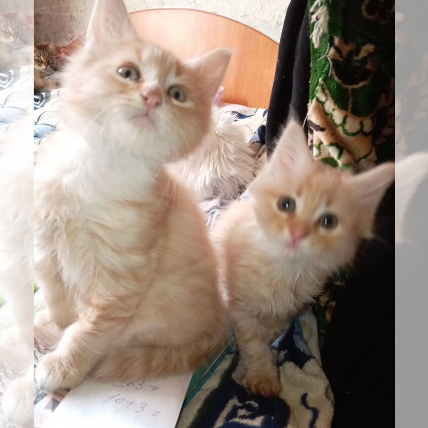 Мейн-кун котёнок