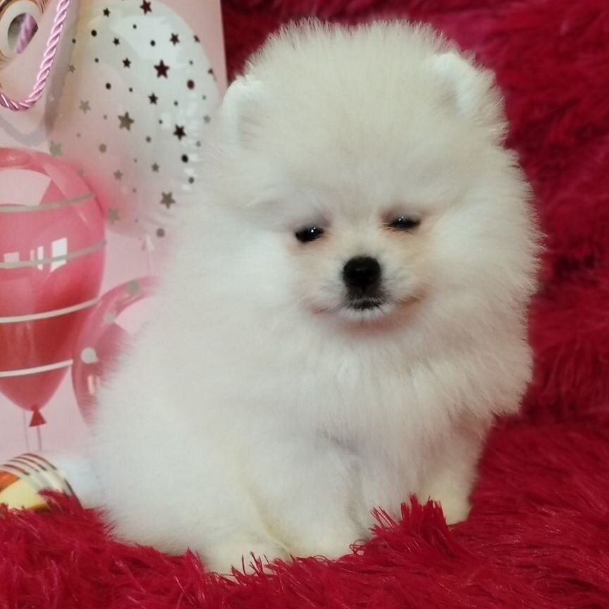 Немецкий шпиц, щенок