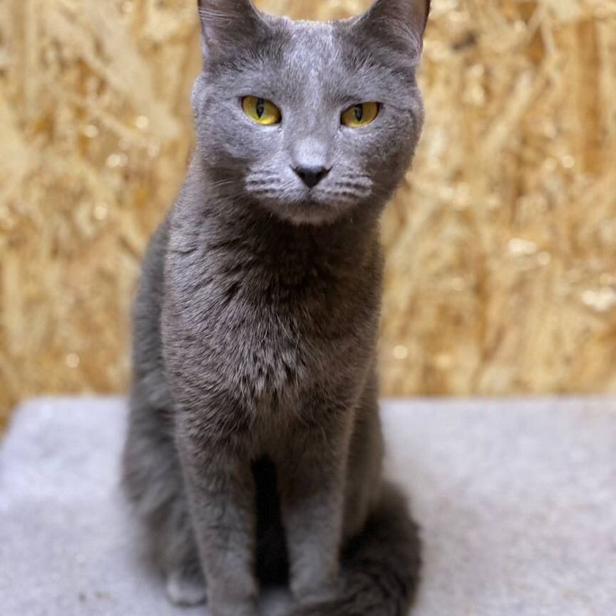 Кошки в добрые руки