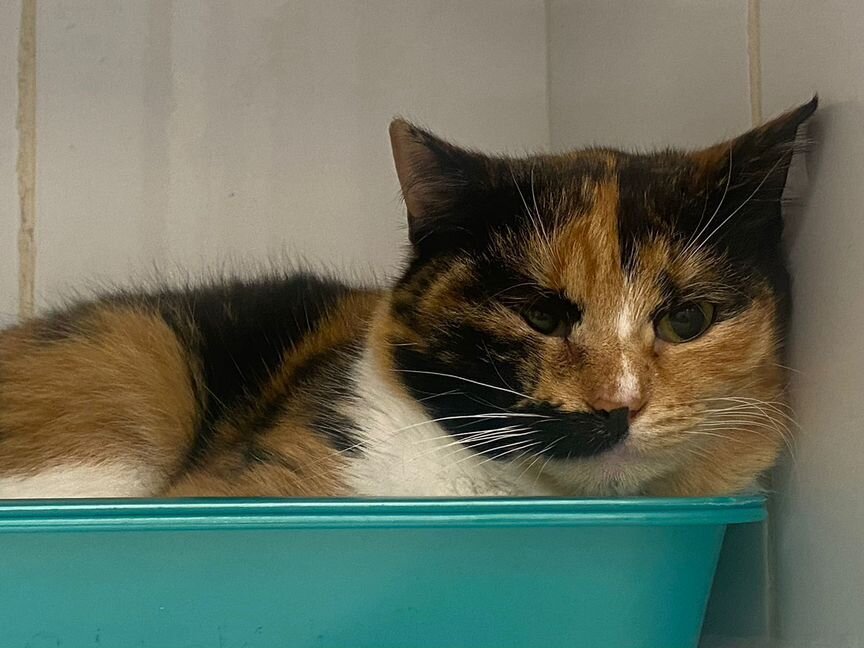 Кошка в дар