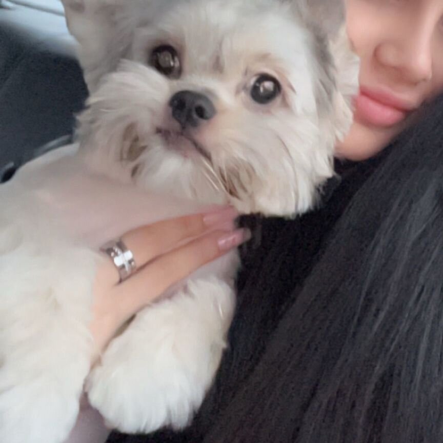 Продаю собачку