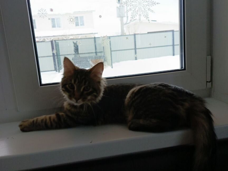 Котята мейн-кун