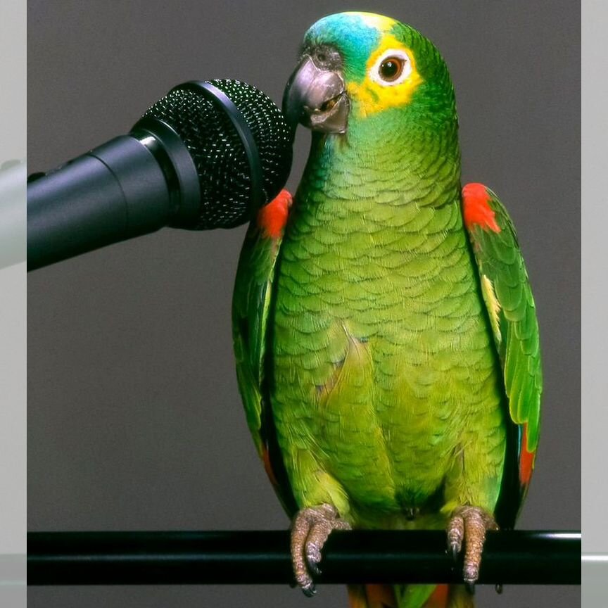 Попугай птенец