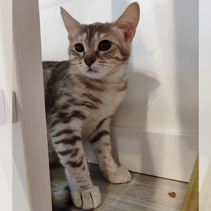 Котенок девочка бесплатно