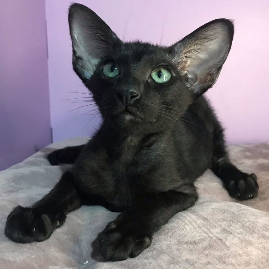 Ориентальный котёнок