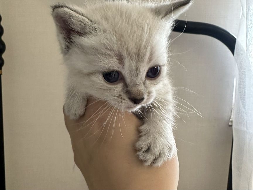 Котята от британца и красивой сиамской кошечки