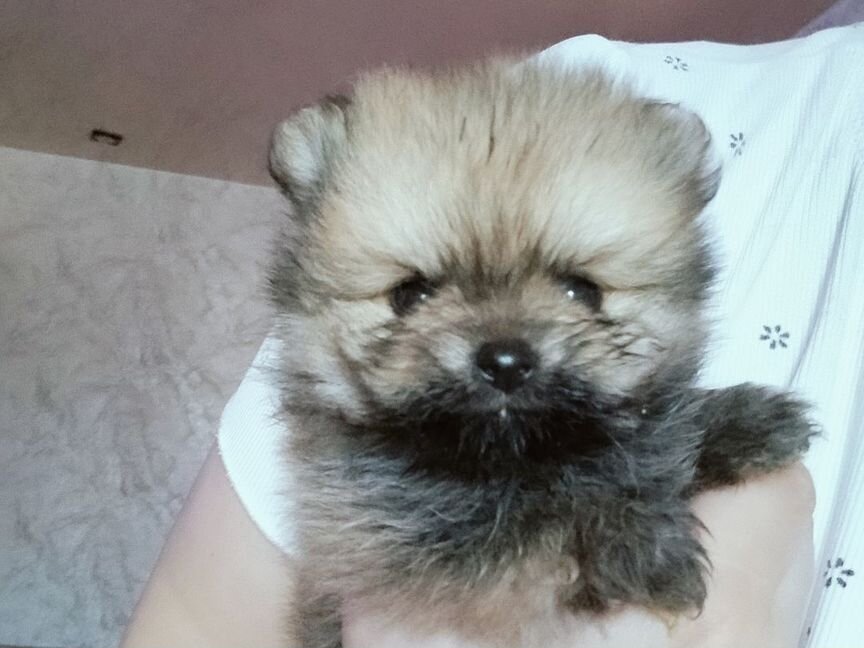 Щенки шпица мини мишка