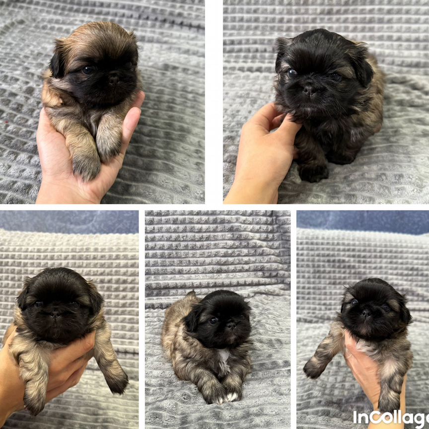 Пекинес, щенок