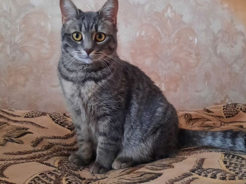 Кошка в добрые руки бесплатно