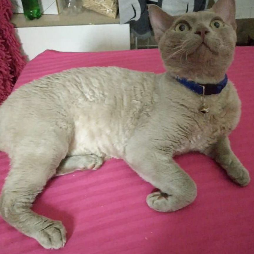 Девон-рекс котёнок