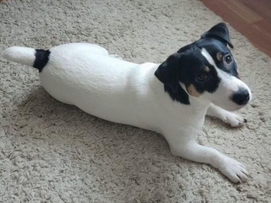 Вязка джек Рассел терьер