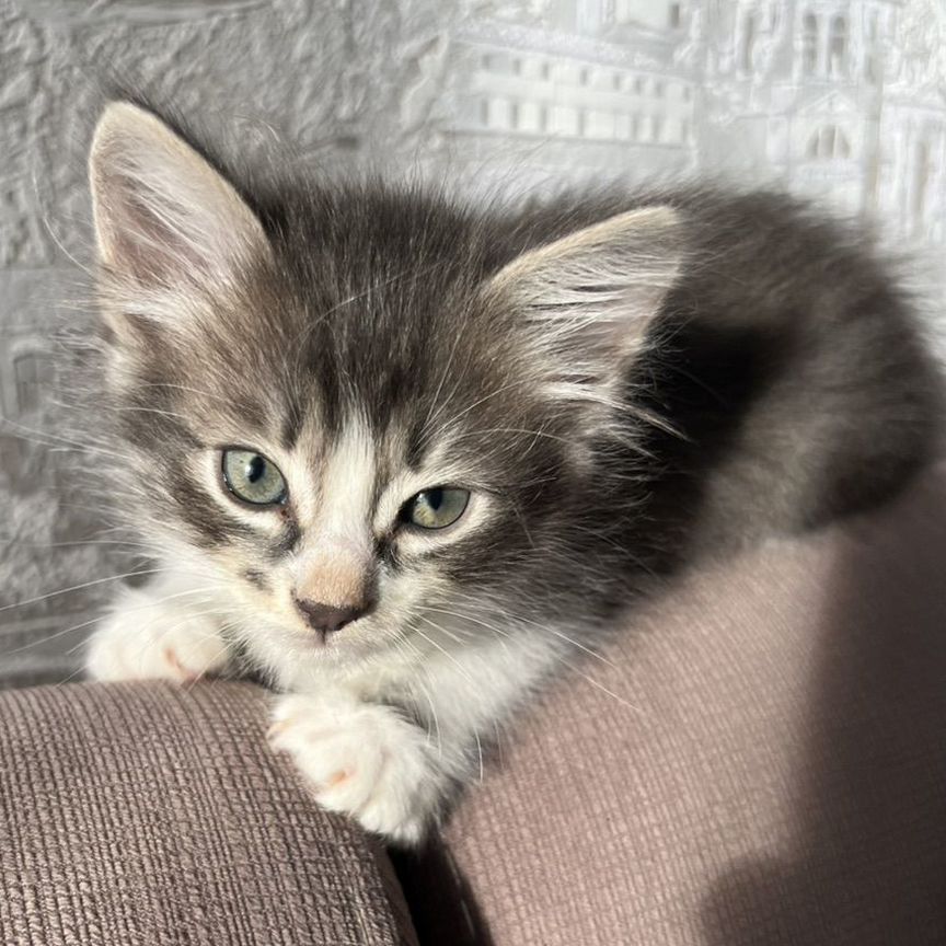 Спасённые котята