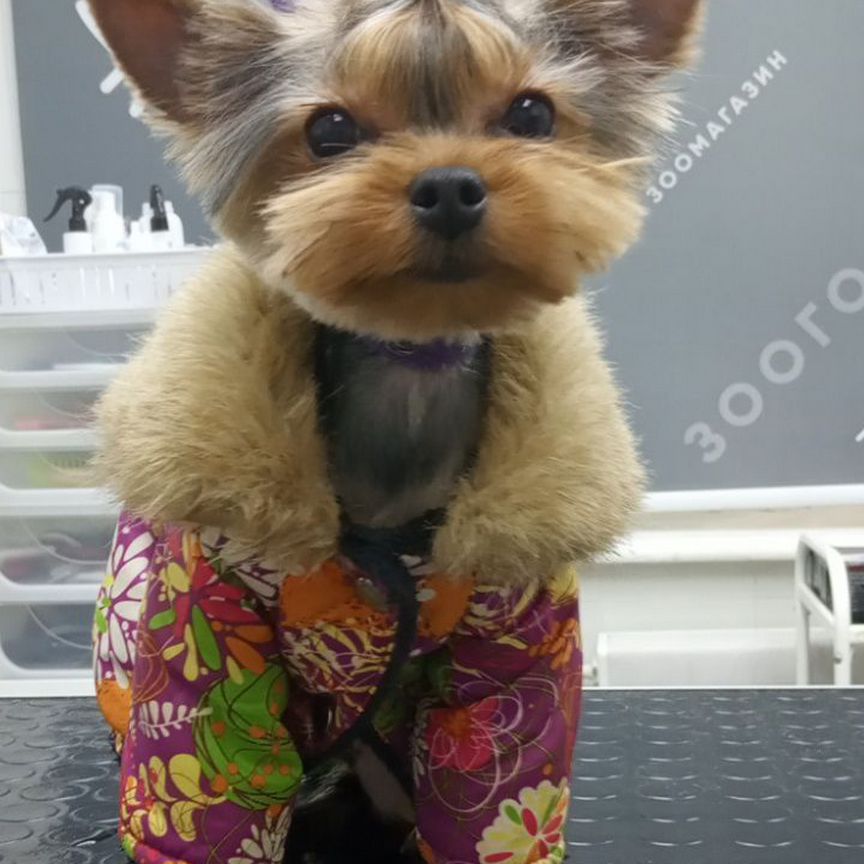 Йоркширский терьер мини