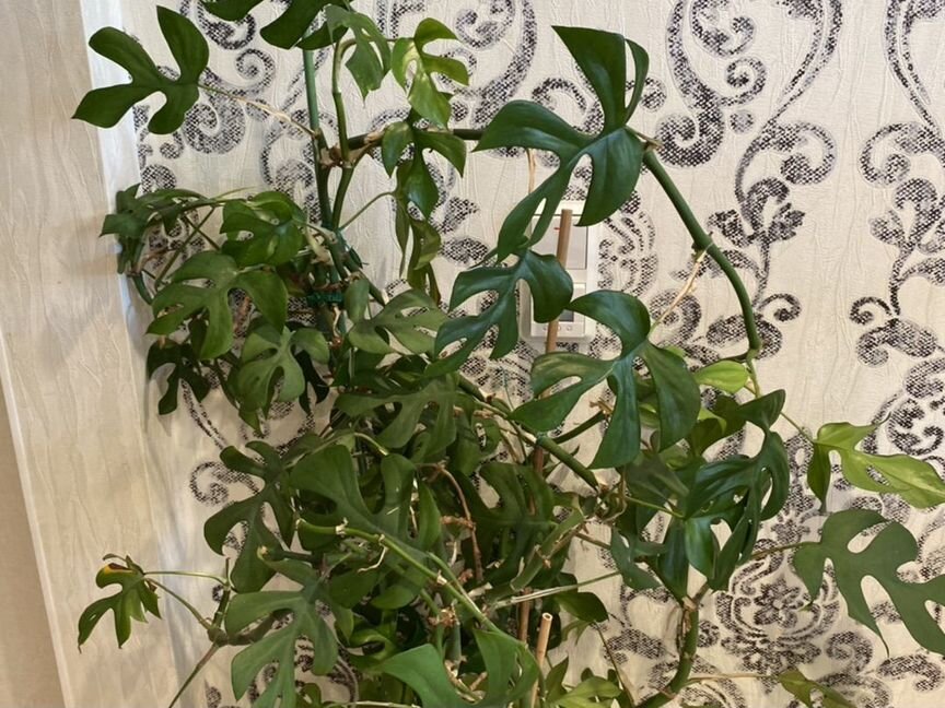 Рафидофора тетрасперма