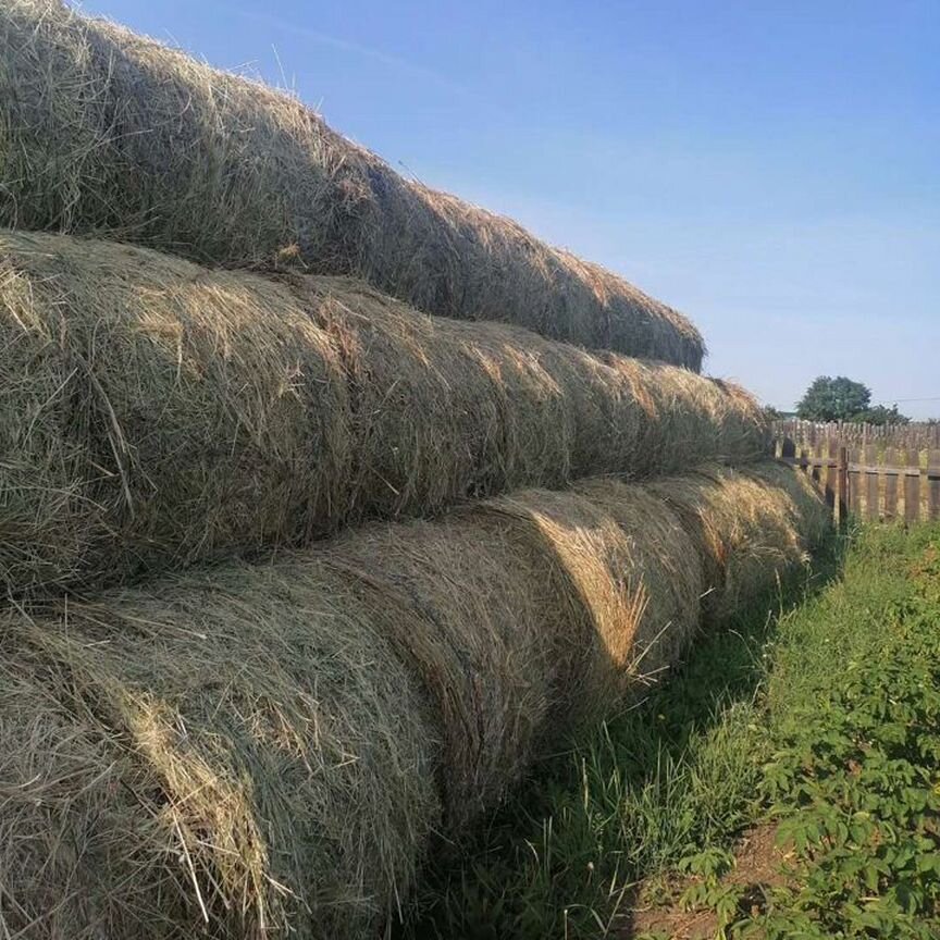 Продам сено в рулонах