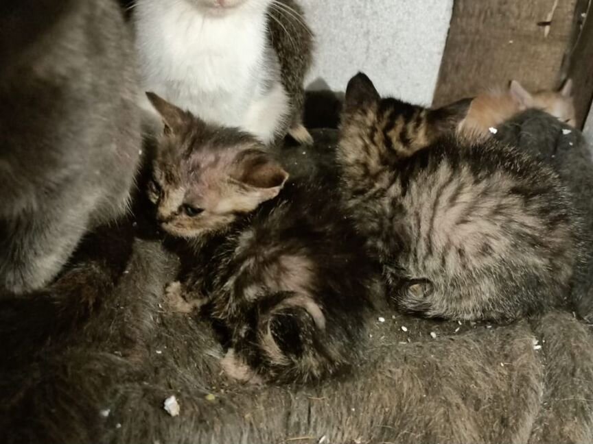 Кошки в беде, спасем от смерти