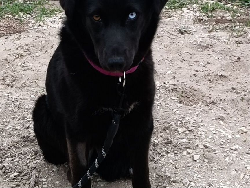 Лада в добрые руки