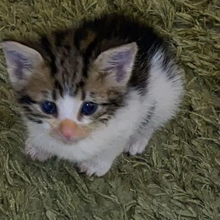 Котенок в добрые руки