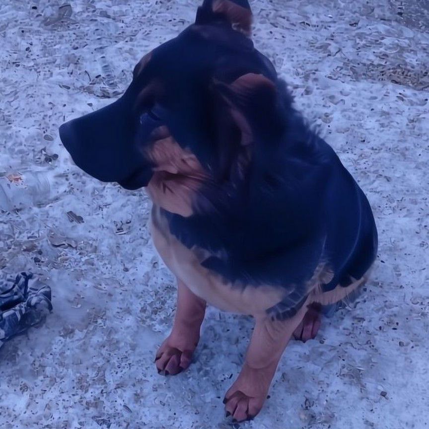 Немецкая овчарка, щенок