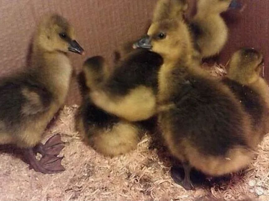 Гусята суточные оптом и в розницу