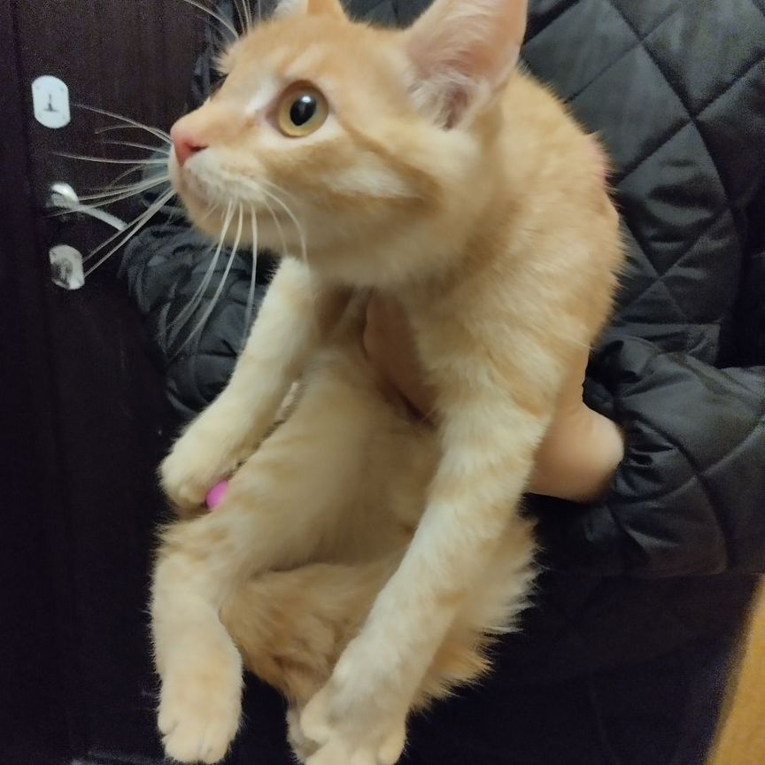 Котята в добрые руки бесплатно