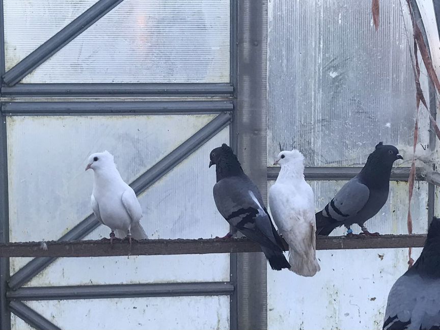 Сербские голуби