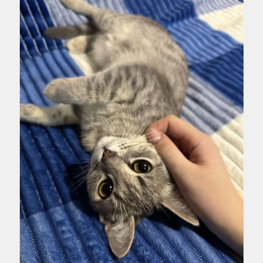 Кошечка мышеловка