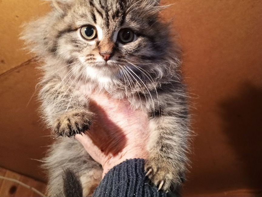 Сибирские котята