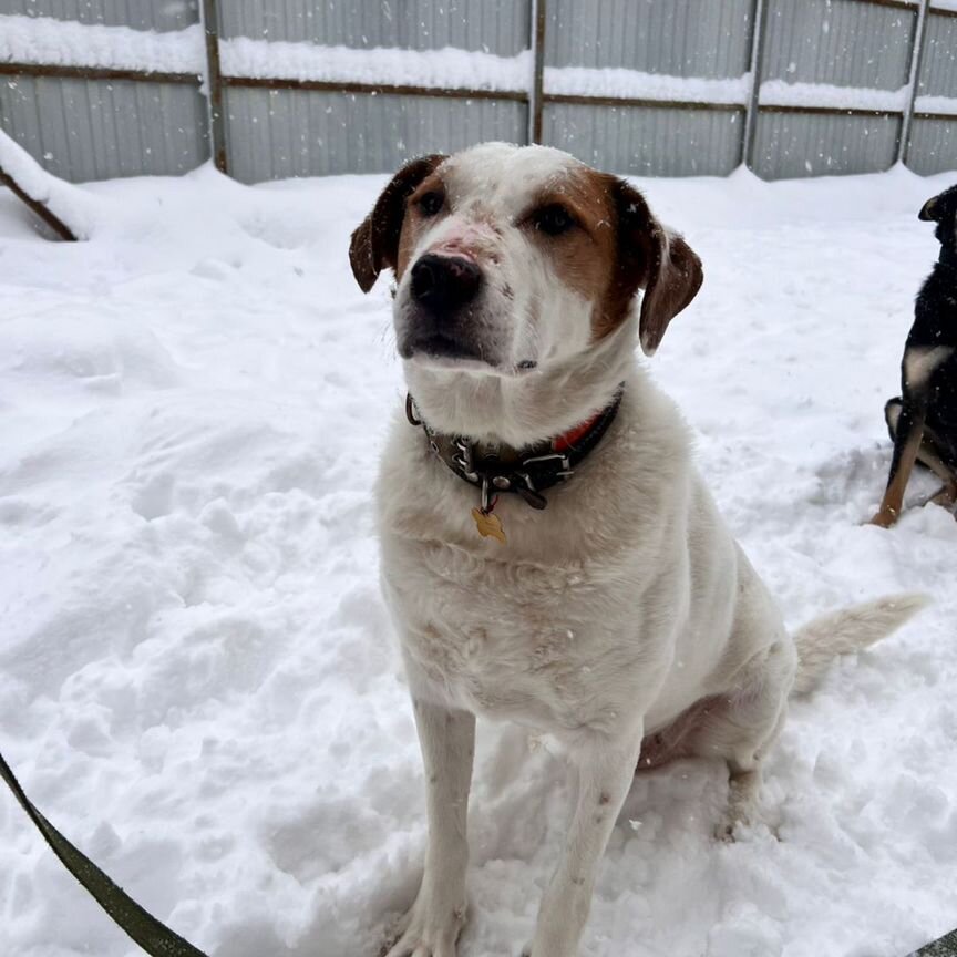 Пёс в добрые руки