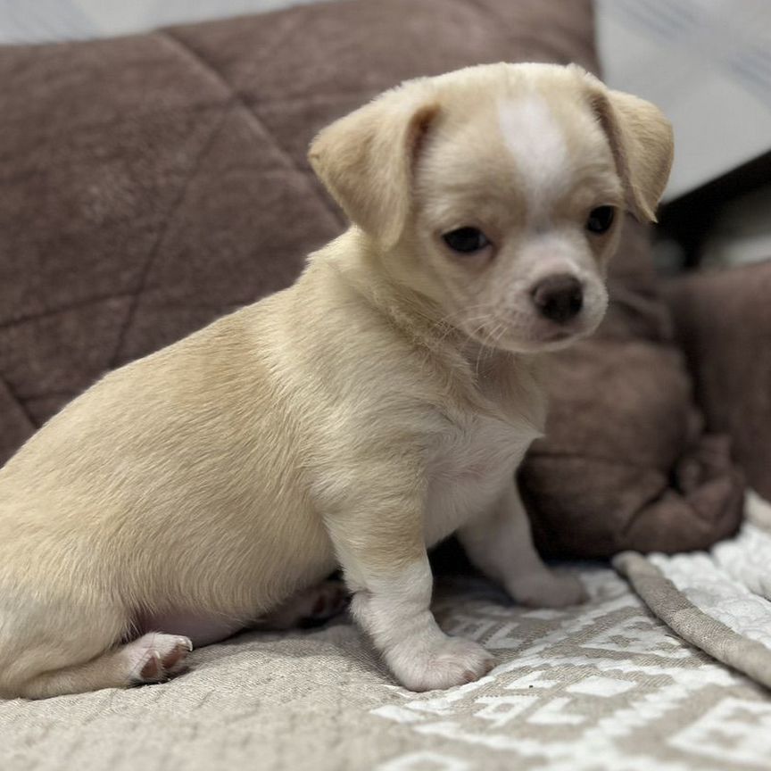 Чихуахуа, щенок