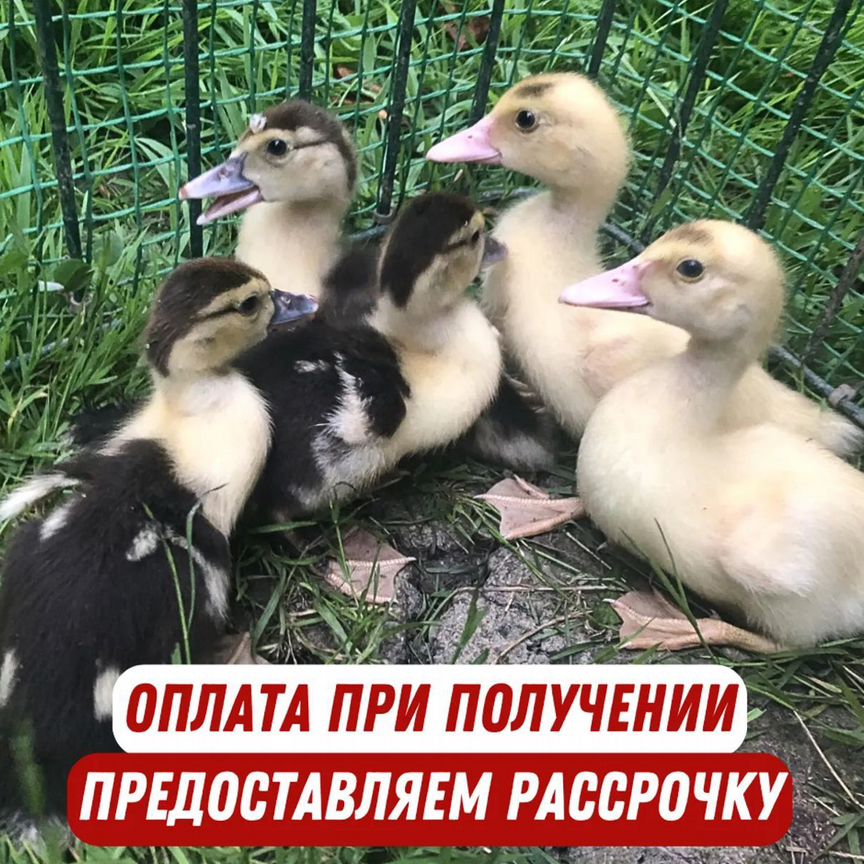 Утки муларды вакцинированные оптом с доставкой