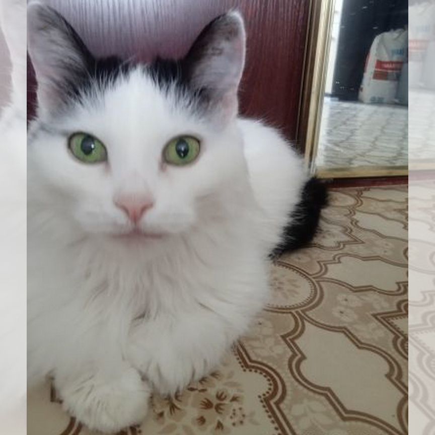 Взрослая, кошка в добрые руки