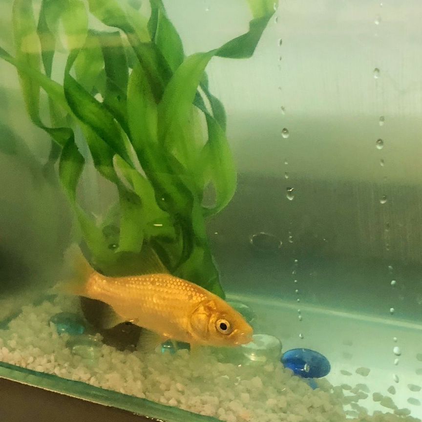 Золотая рыбка(комета)