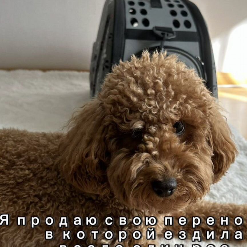 Переноска для собак и кошек