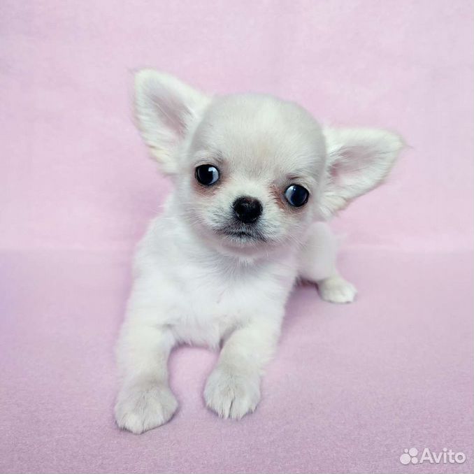 Жемчужинка