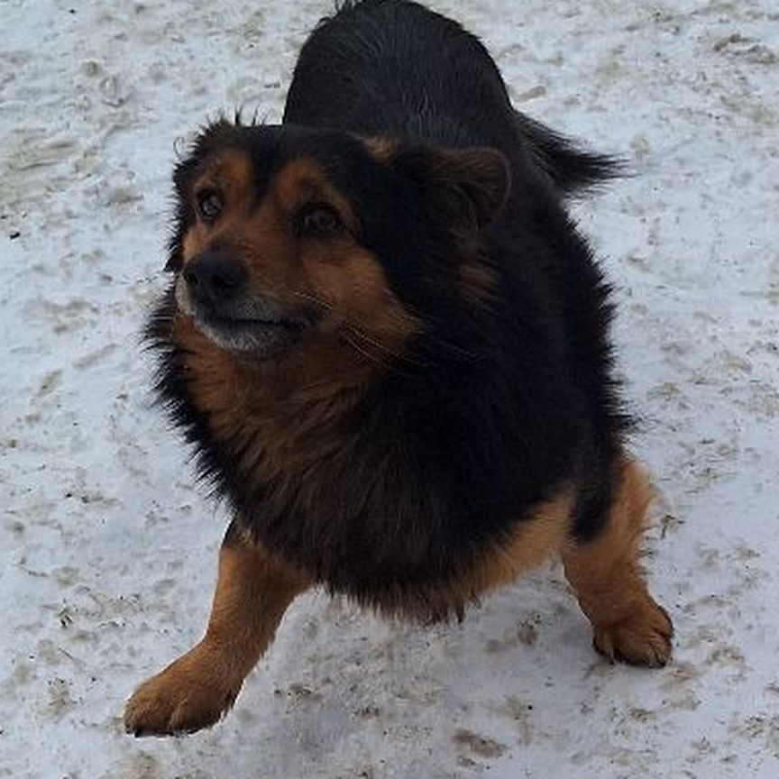 Отдам в добрые руки маленькую собачку