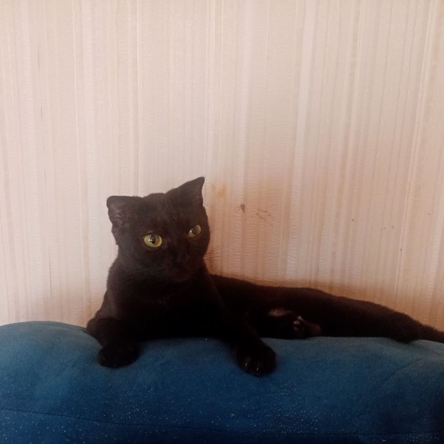 Шотландская вислоухая кошка