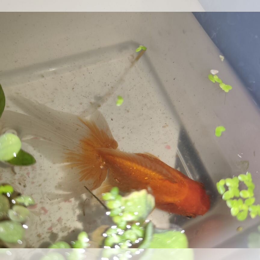 Отдам золотую рыбку