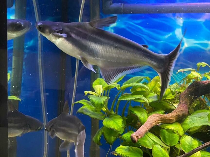 Пангасиус аквариумный