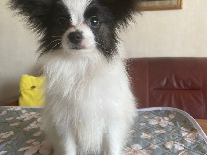 Папийон девочка