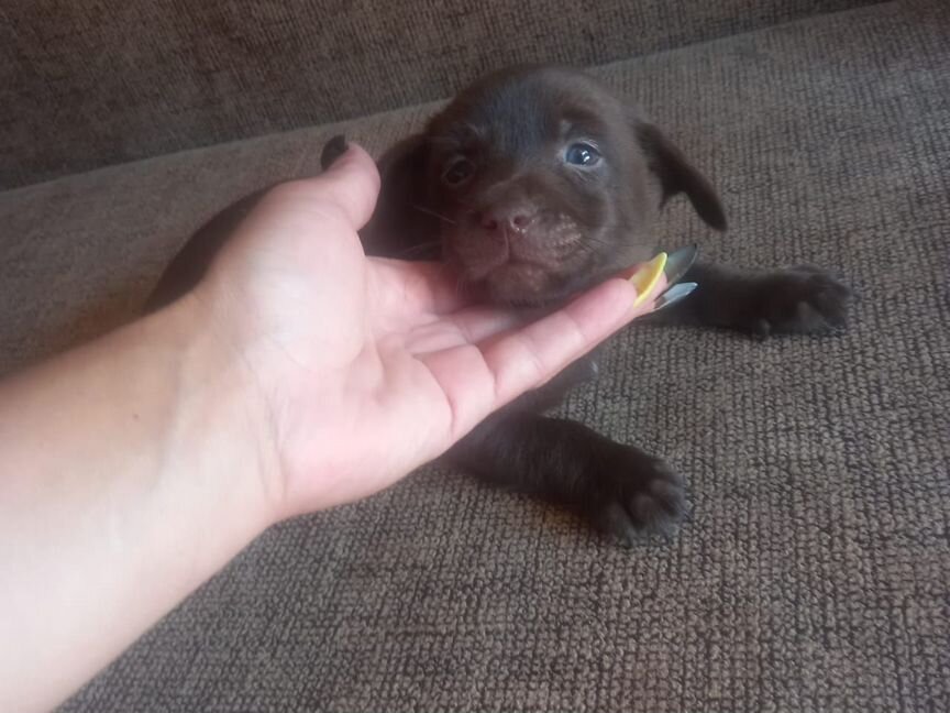 Собака