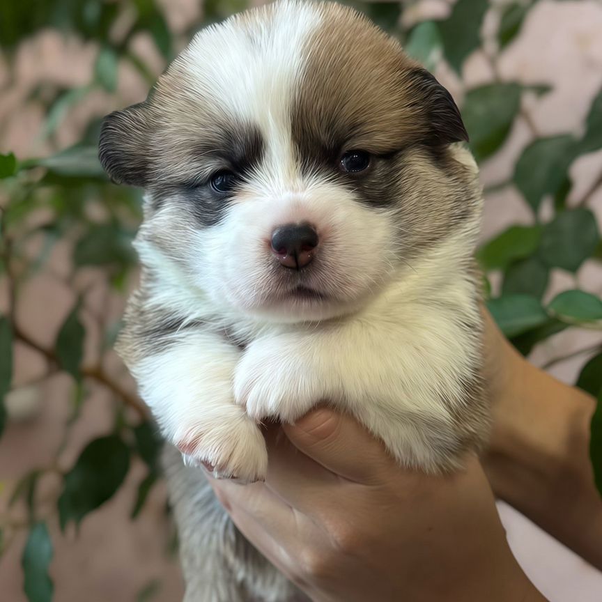 Вельш Корги Пемброк, щенок