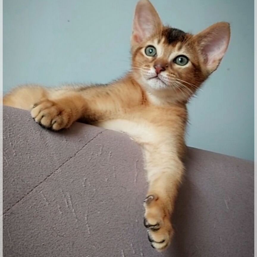 Абиссинский котёнок